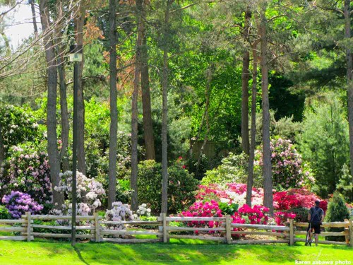 BRUECKNER RHODODENDRON GARDEN - Visit Mississauga