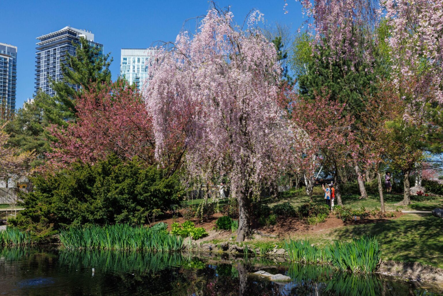 ITINERARY: PLAN THE PERFECT CHERRY BLOSSOM OUTING - Visit Mississauga