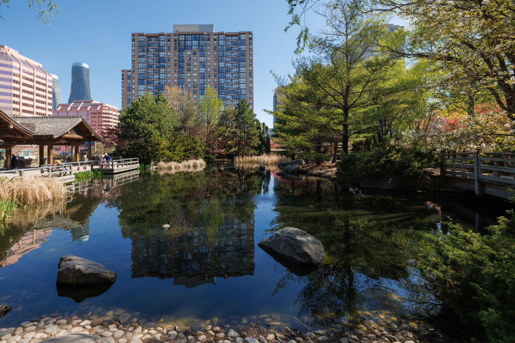 ITINERARY: PLAN THE PERFECT CHERRY BLOSSOM OUTING - Visit Mississauga